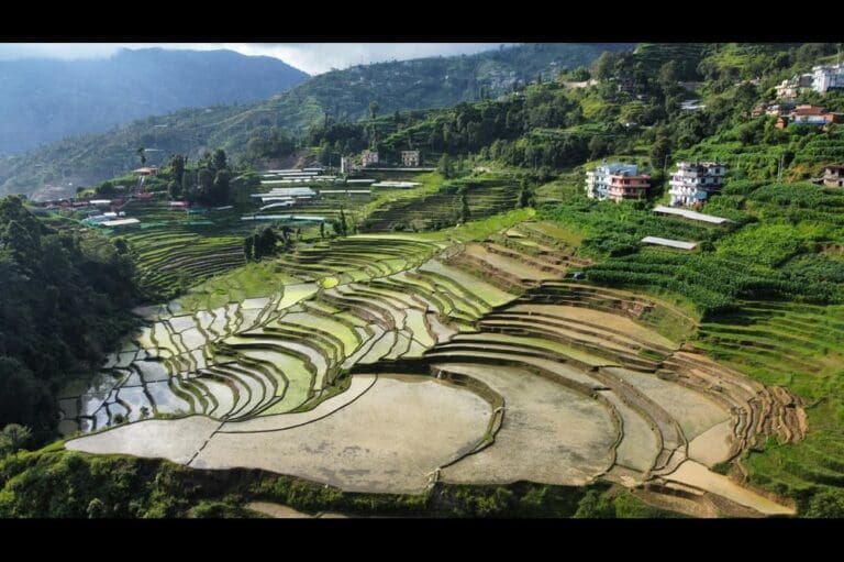 Rice Field Nepal | Lumle Holidays